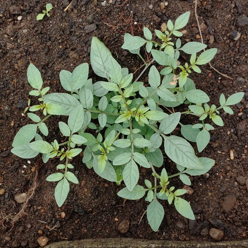 Solanum jamesii - How to Grow Wild Potatoes - Cultivariable
