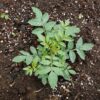 Solanum jamesii - How to Grow Wild Potatoes - Cultivariable