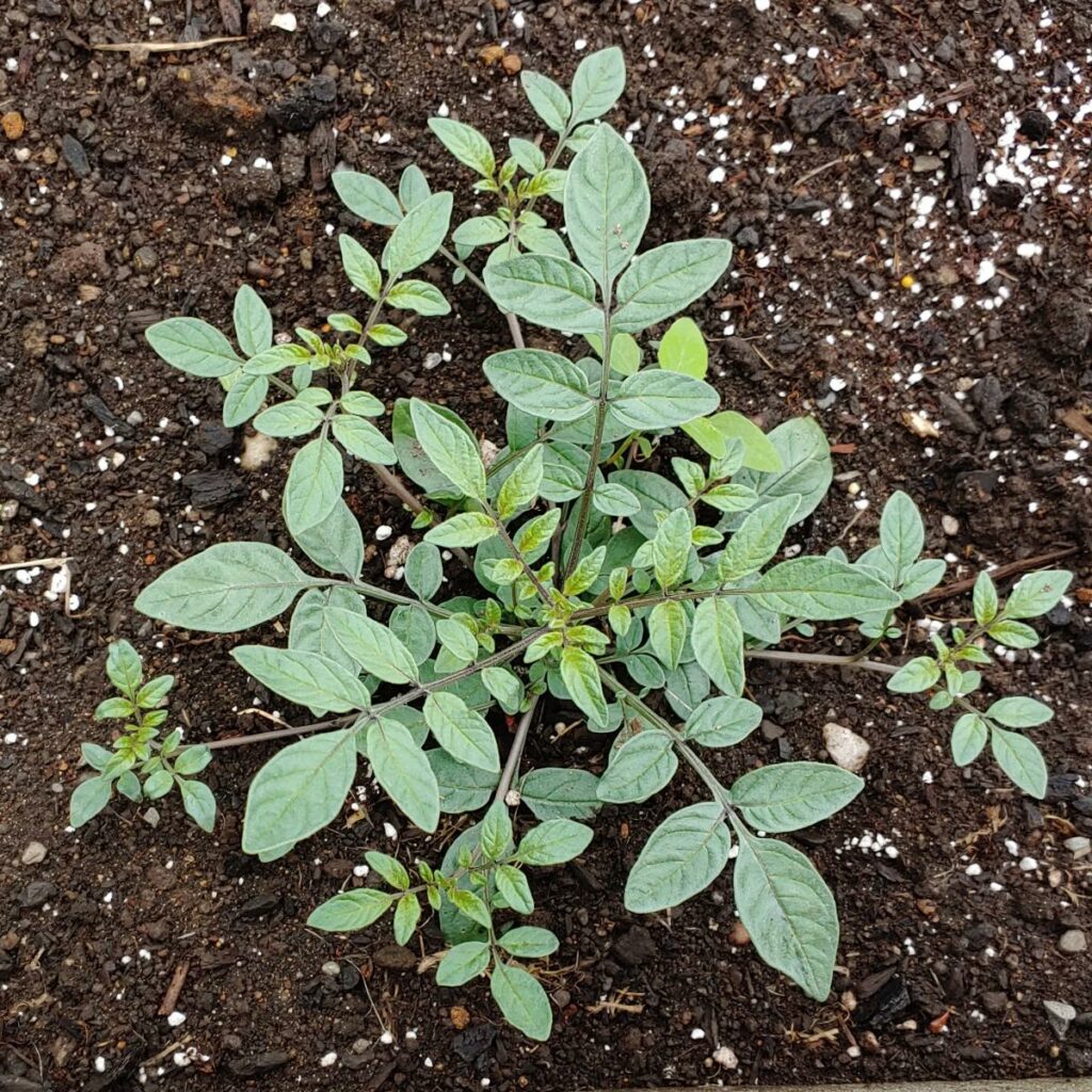 Solanum jamesii - How to Grow Wild Potatoes - Cultivariable