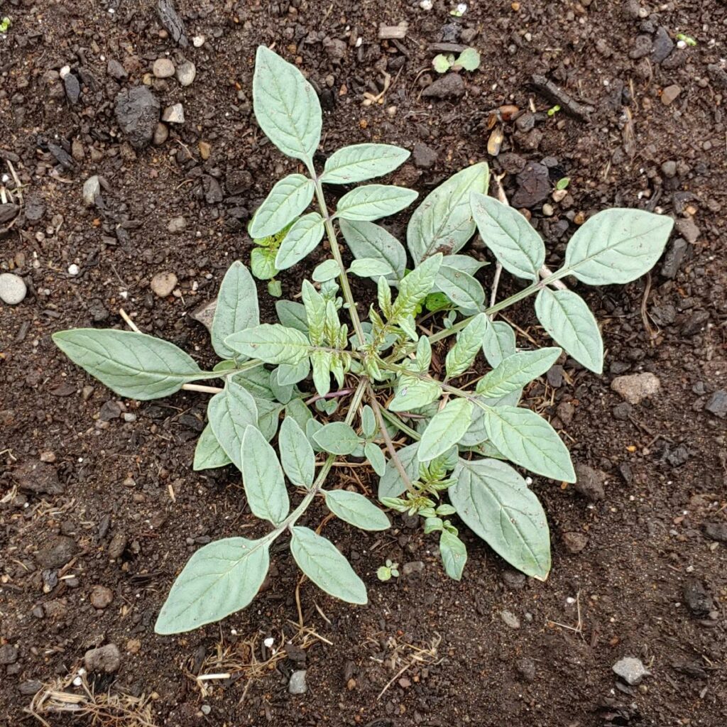 Solanum jamesii - How to Grow Wild Potatoes - Cultivariable