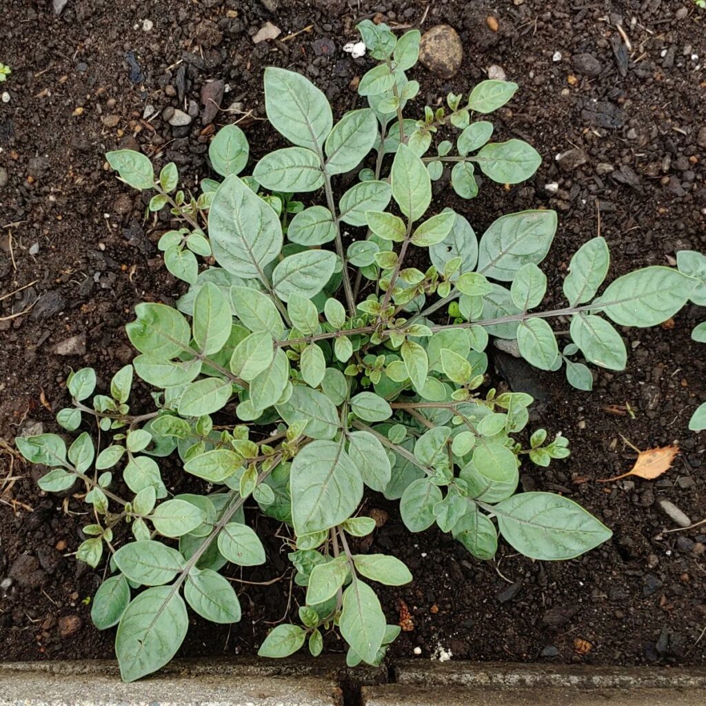 Solanum jamesii - How to Grow Wild Potatoes - Cultivariable