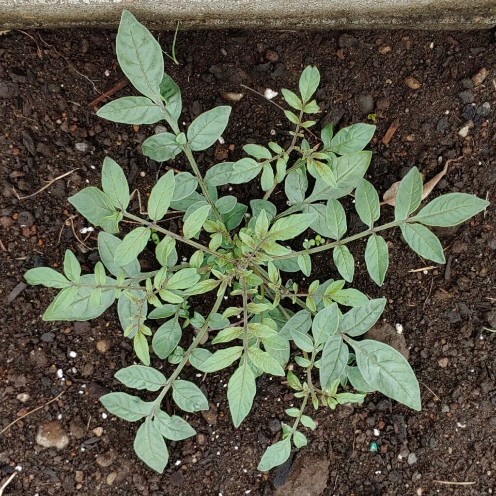 Solanum jamesii - How to Grow Wild Potatoes - Cultivariable