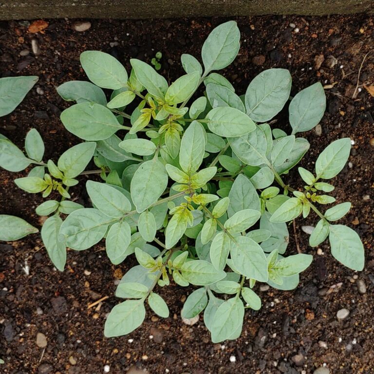 Solanum jamesii - How to Grow Wild Potatoes - Cultivariable