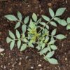 Solanum jamesii - How to Grow Wild Potatoes - Cultivariable