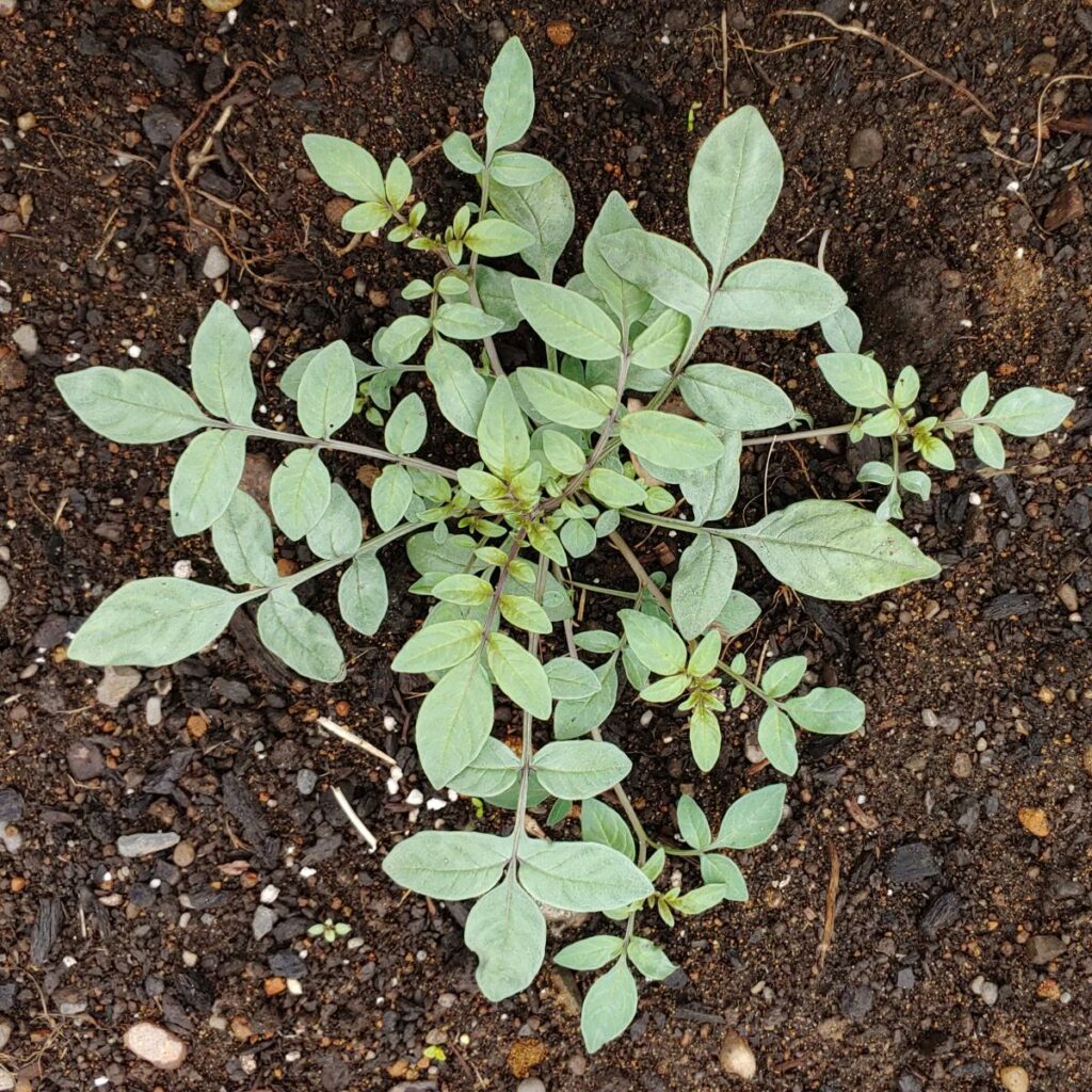 Solanum jamesii - How to Grow Wild Potatoes - Cultivariable