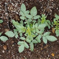 Solanum jamesii - How to Grow Wild Potatoes - Cultivariable