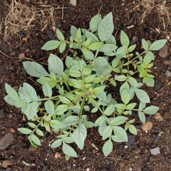 Solanum jamesii - How to Grow Wild Potatoes - Cultivariable