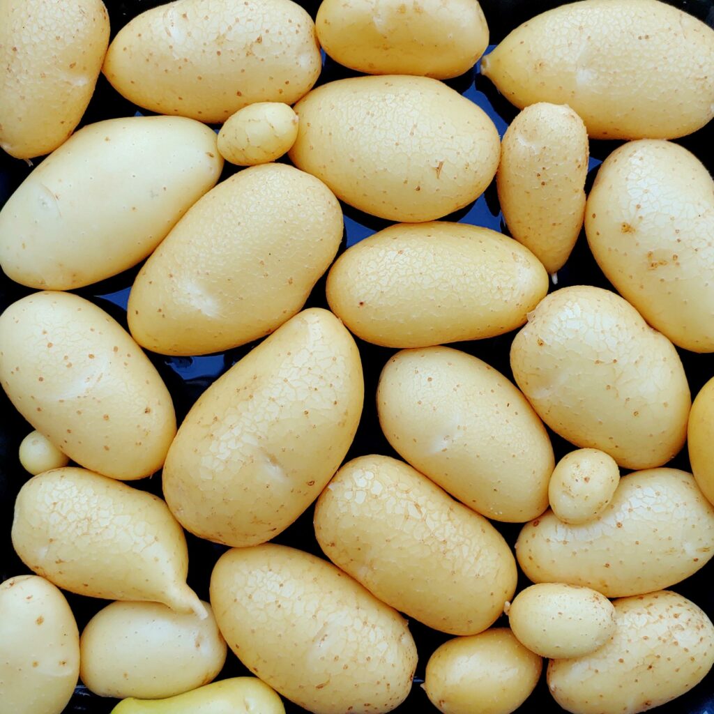 Wild Potato, Solanum jamesii - Cultivariable