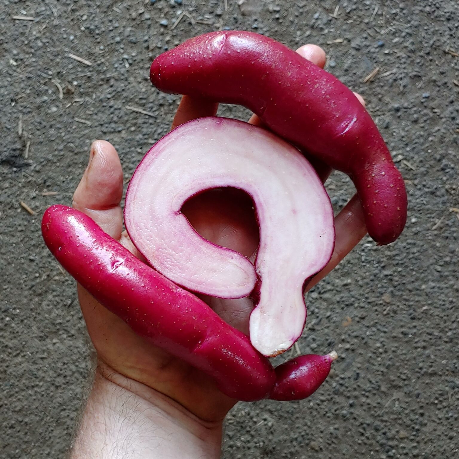 True Potato Seeds (TPS), Papa Cacho, 100 seeds – Cultivariable