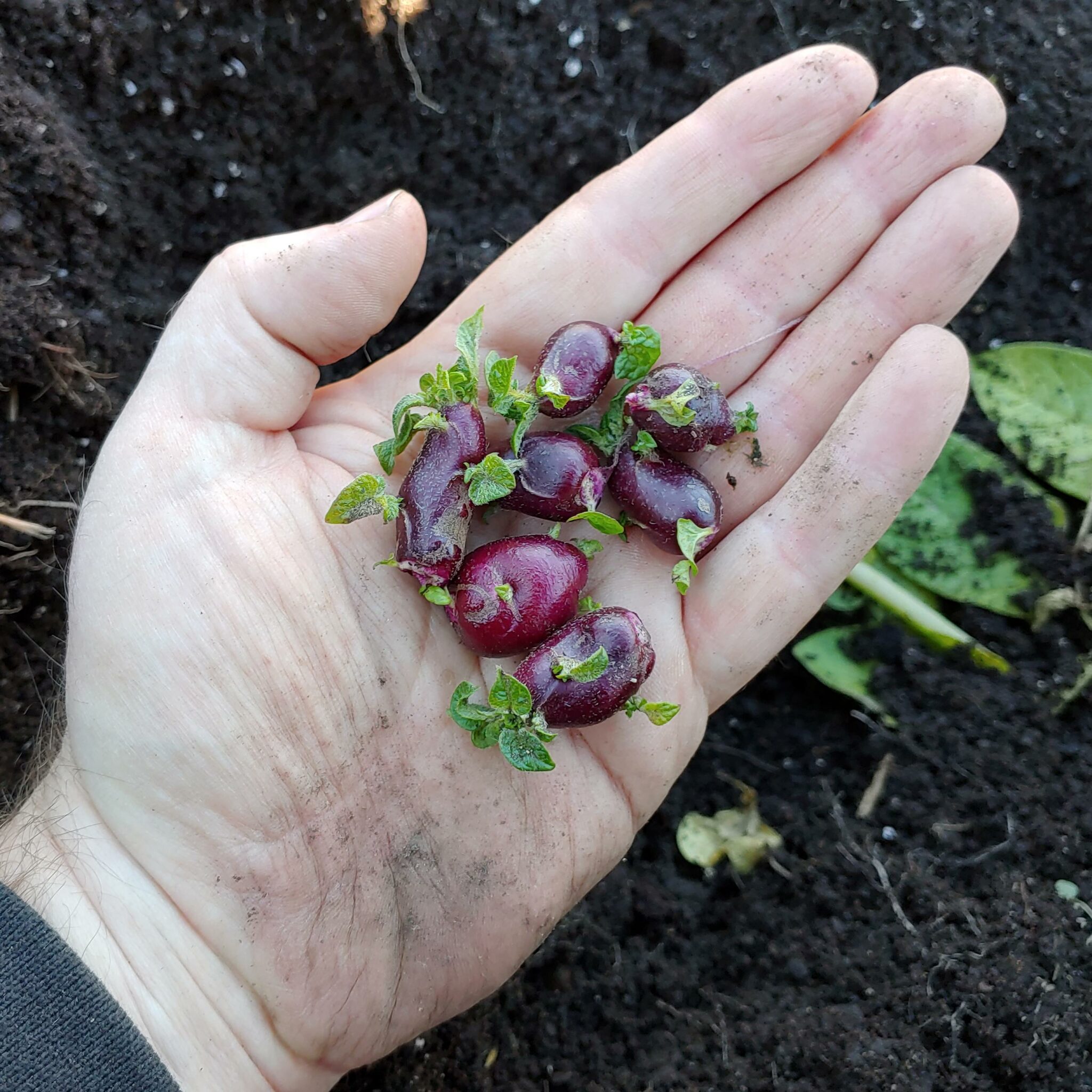 Potato Aerial Tubers – Cultivariable