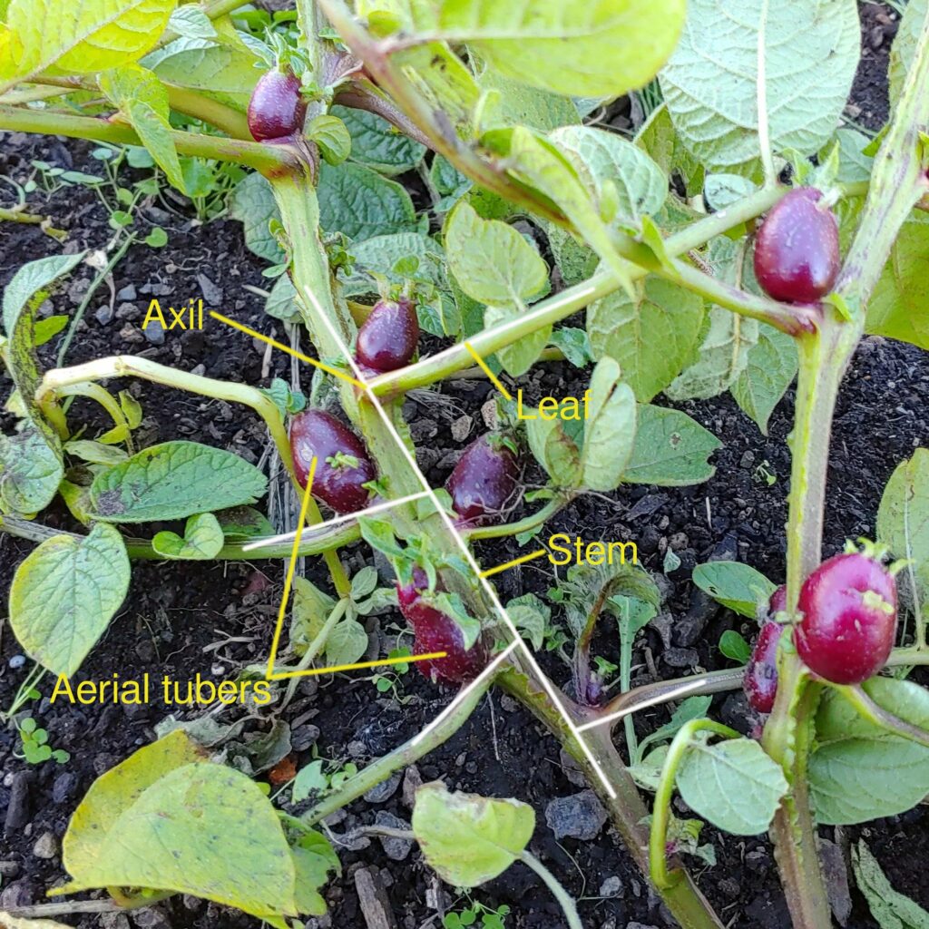 Potato Aerial Tubers – Cultivariable