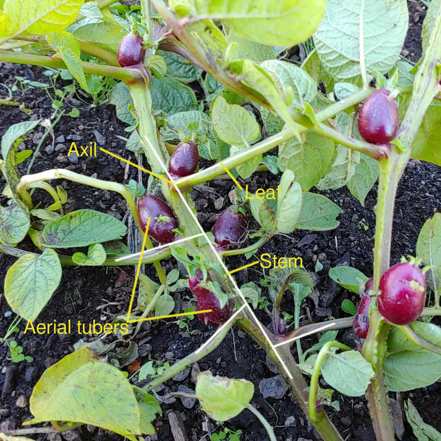Potato Aerial Tubers – Cultivariable