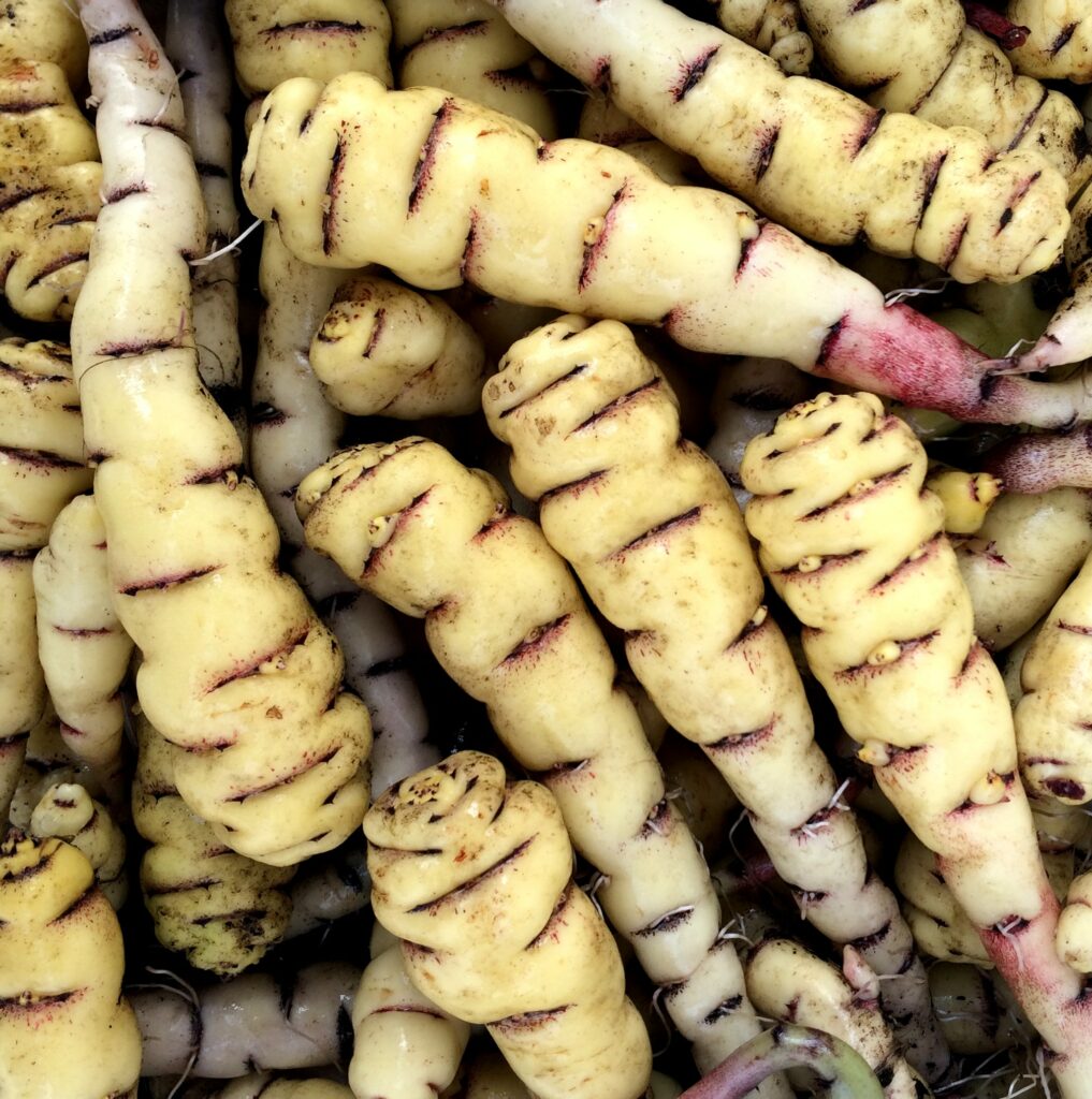 Mashua (Tropaeolum tuberosum) – Cultivariable