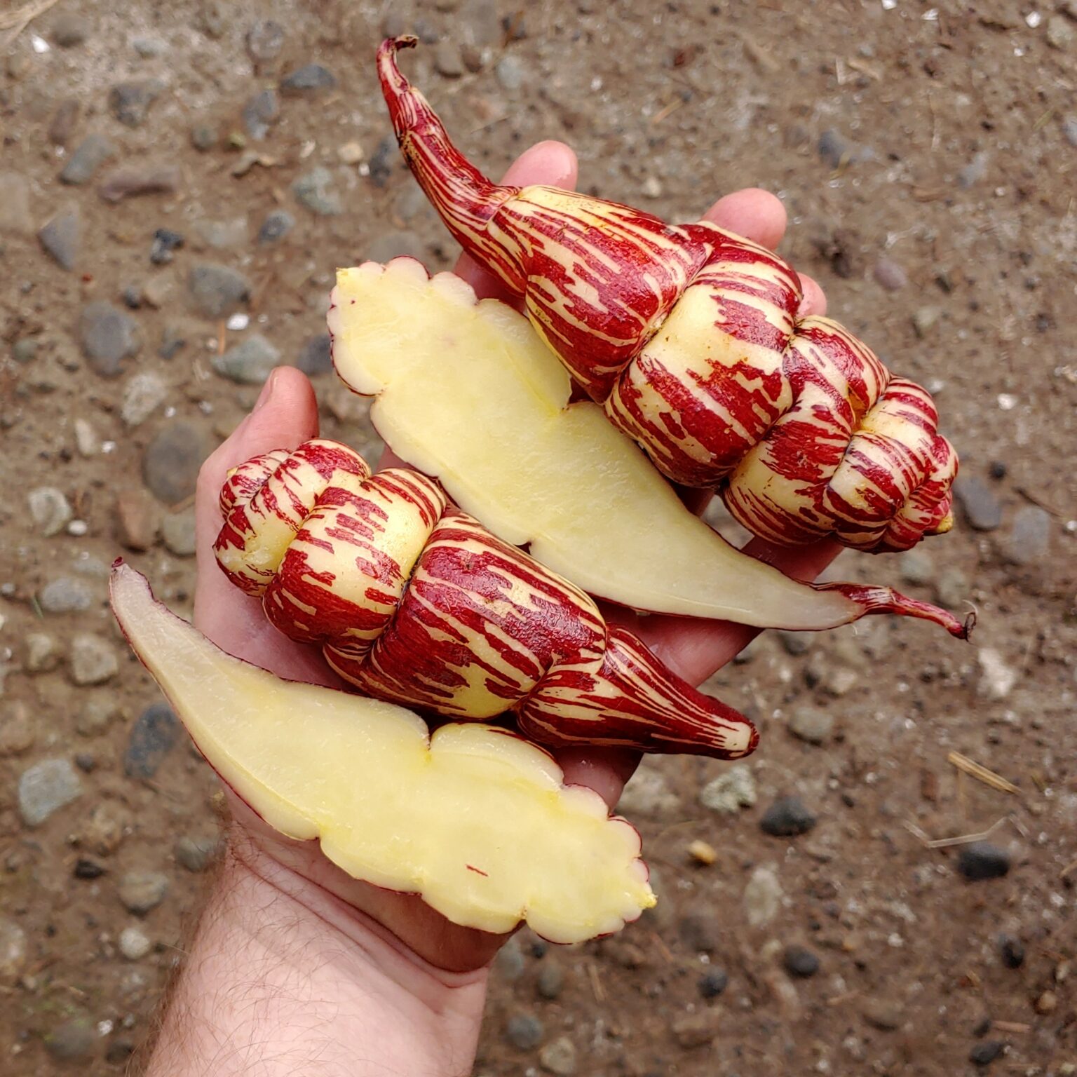 Mashua (Tropaeolum tuberosum) – Cultivariable