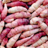 Mashua (Tropaeolum tuberosum) – Cultivariable