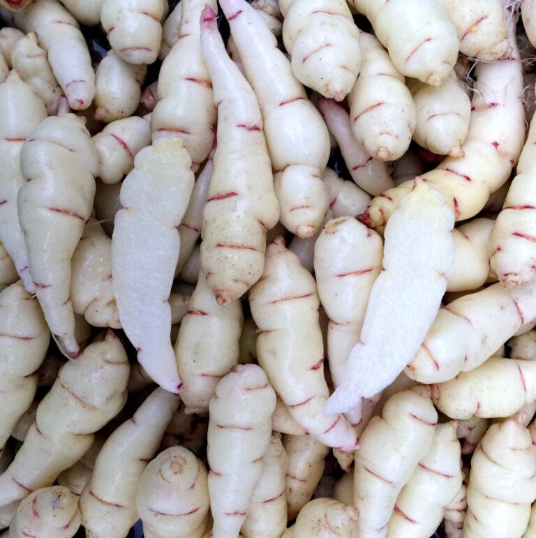 Mashua (Tropaeolum tuberosum) – Cultivariable