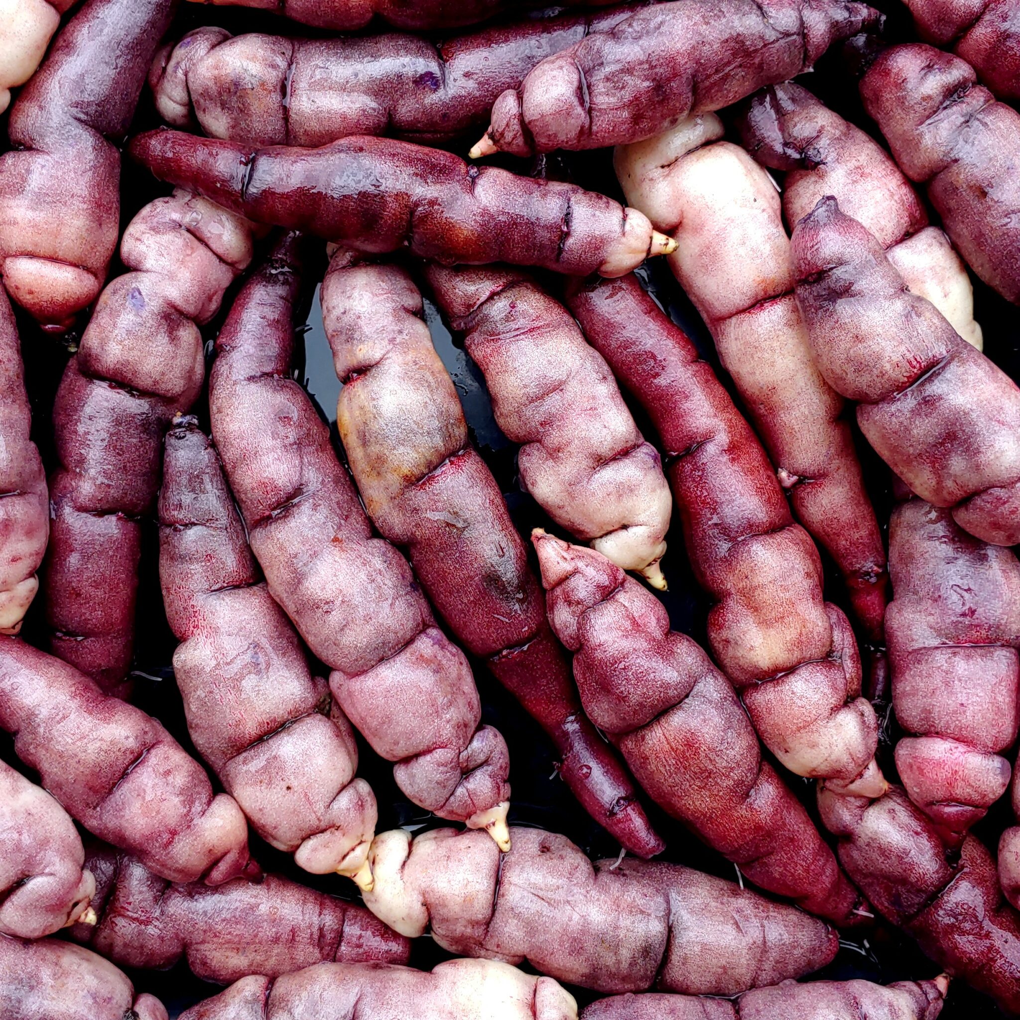 Mashua (Tropaeolum tuberosum) – Cultivariable