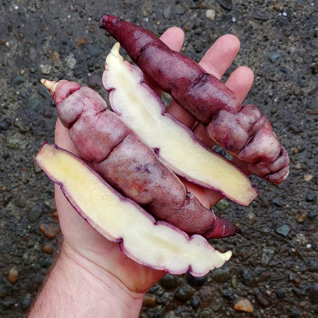 Mashua (Tropaeolum tuberosum) – Cultivariable
