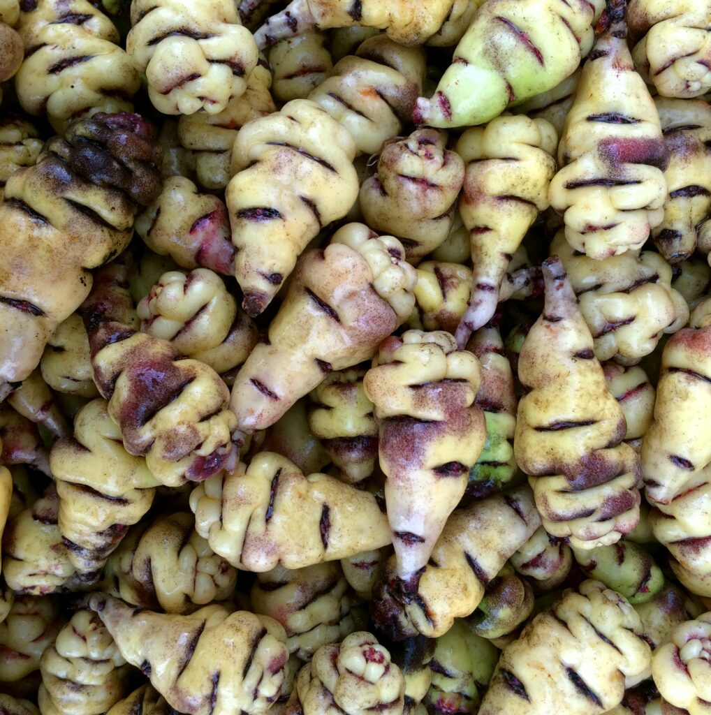 Mashua (Tropaeolum tuberosum) – Cultivariable