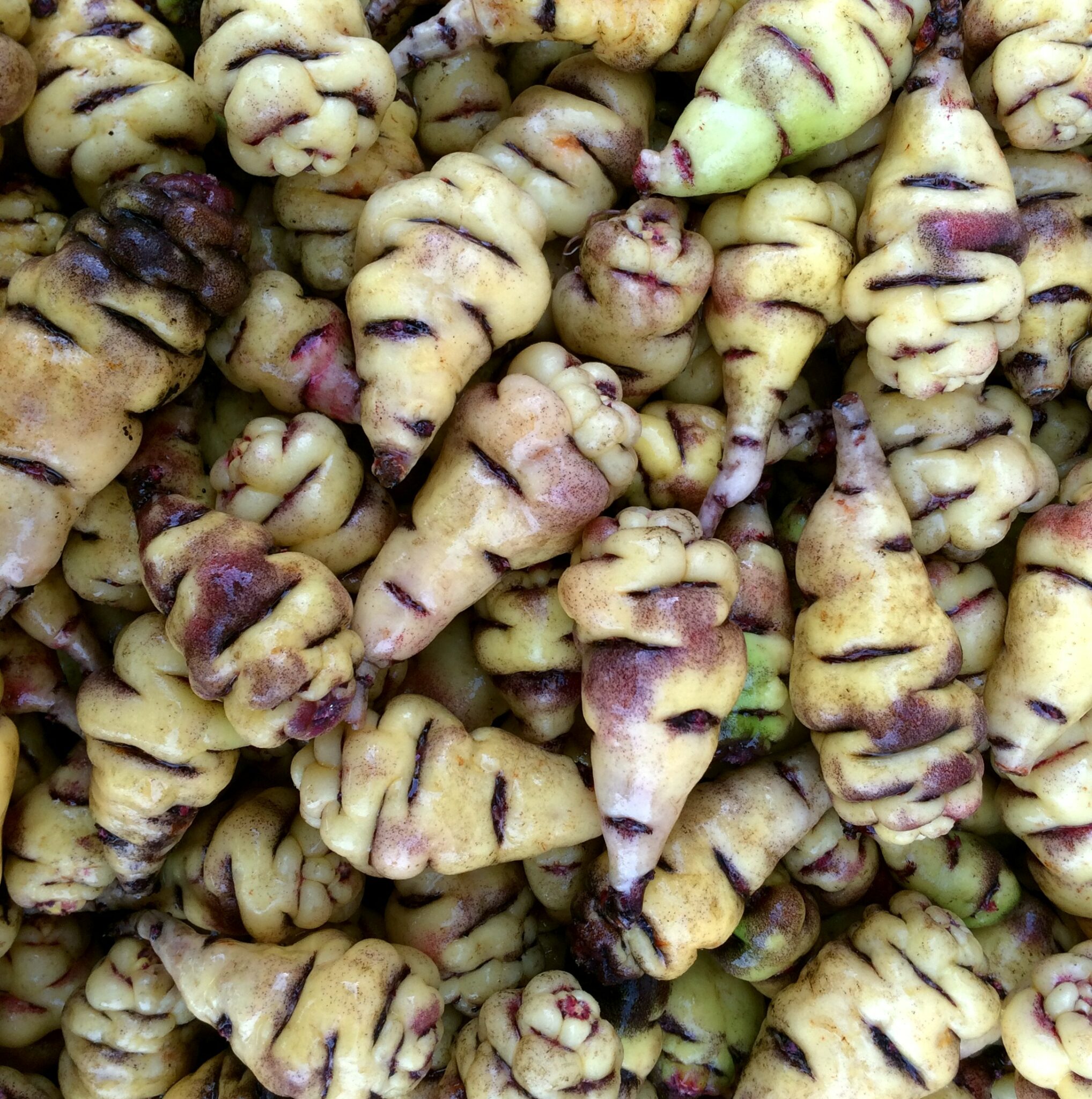 Mashua Varieties – Cultivariable