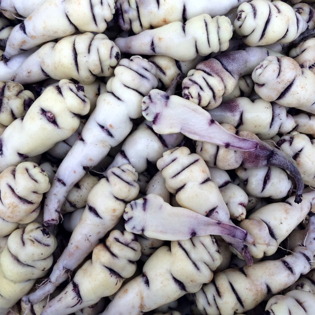 Mashua Varieties – Cultivariable