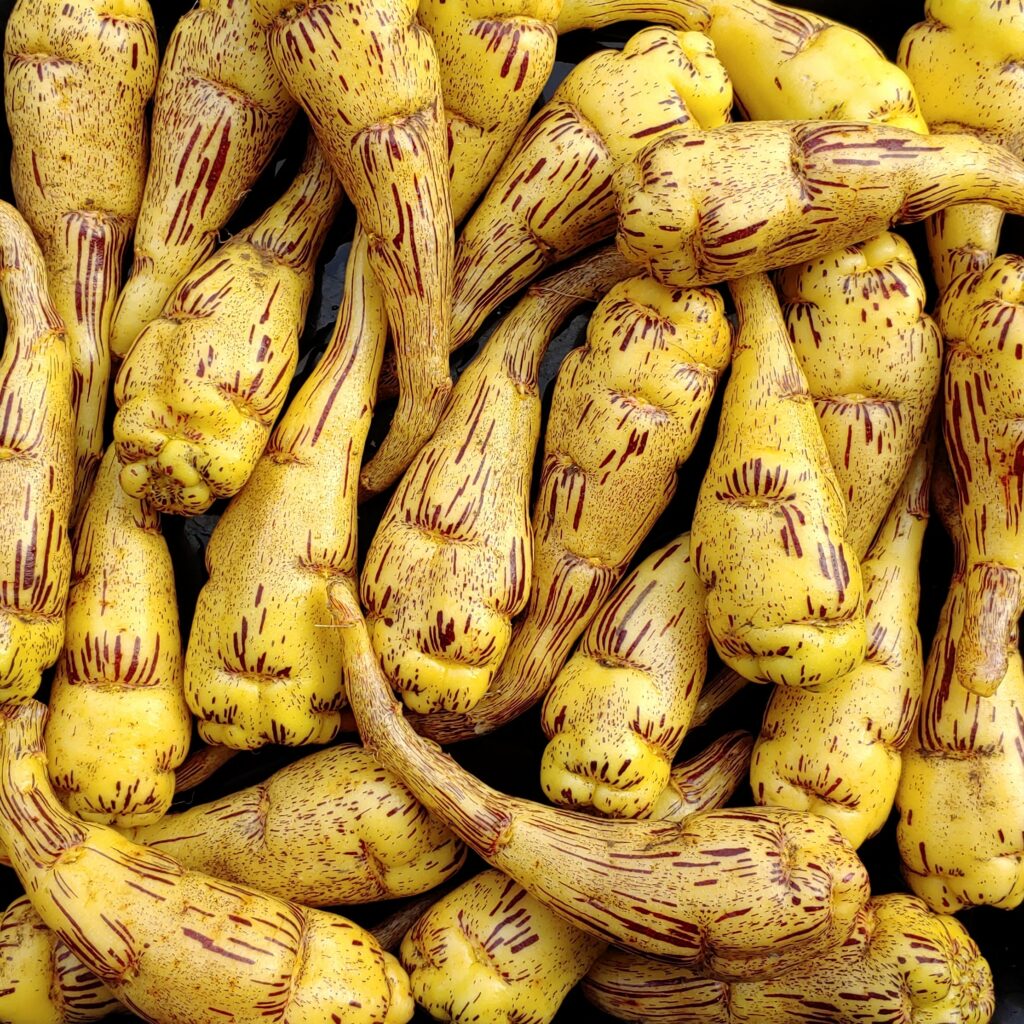 Mashua Varieties - Cultivariable