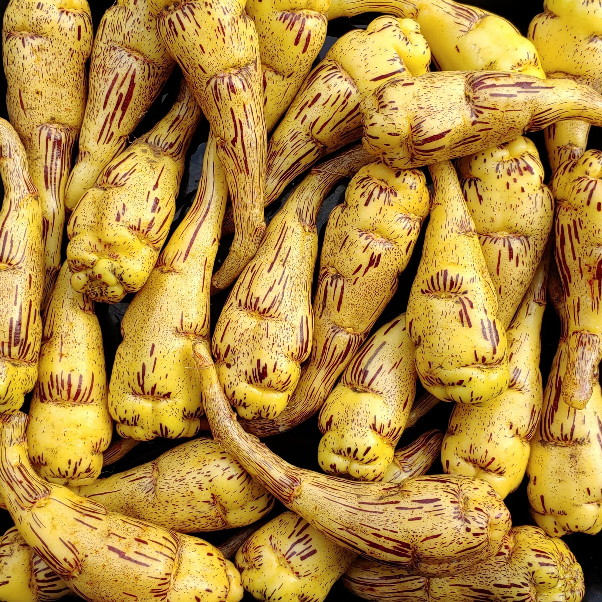 Mashua, Orange – Cultivariable