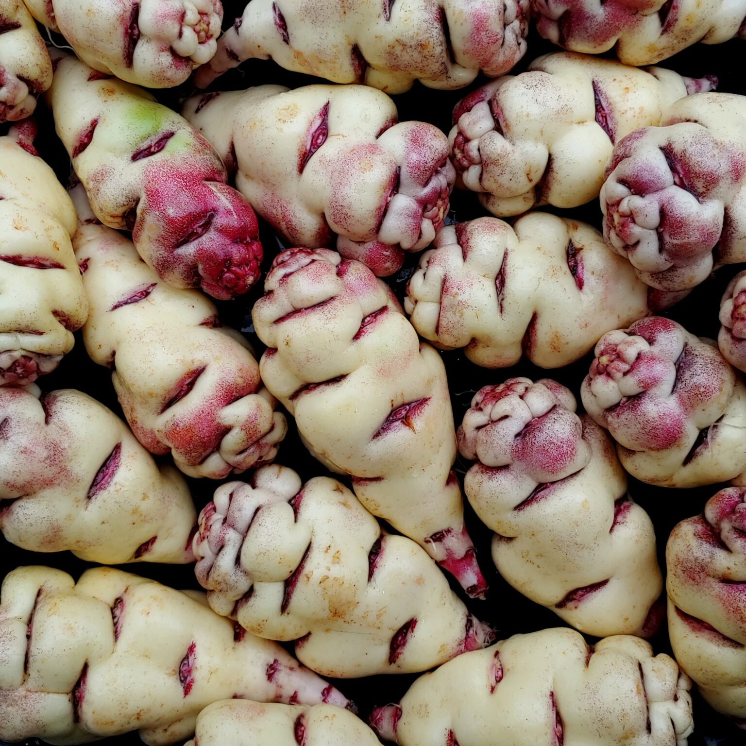 Mashua Varieties - Cultivariable