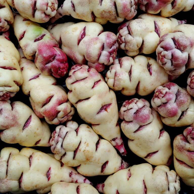 Mashua Varieties - Cultivariable