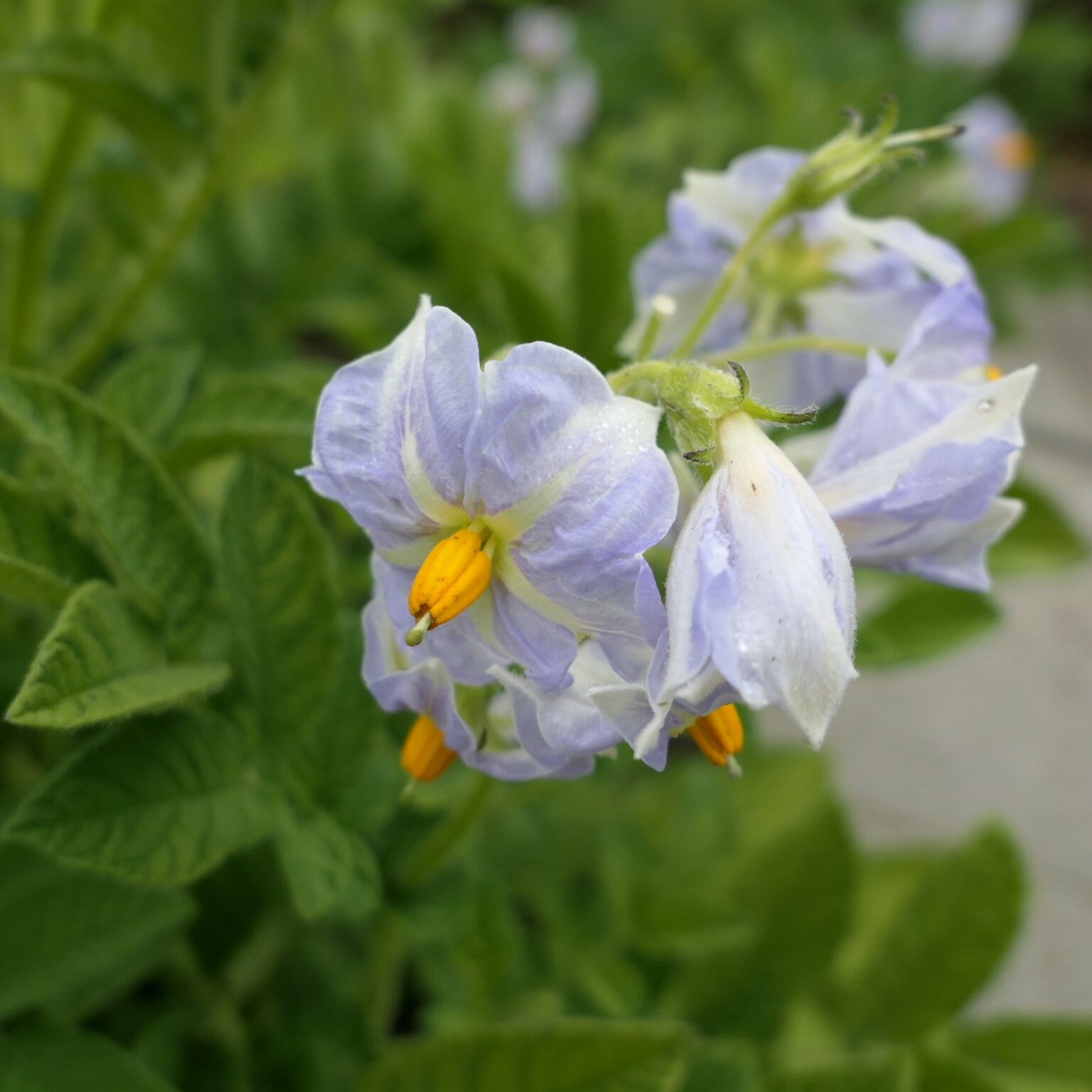 Potato Flowers 2022 (Part 1?) – Cultivariable