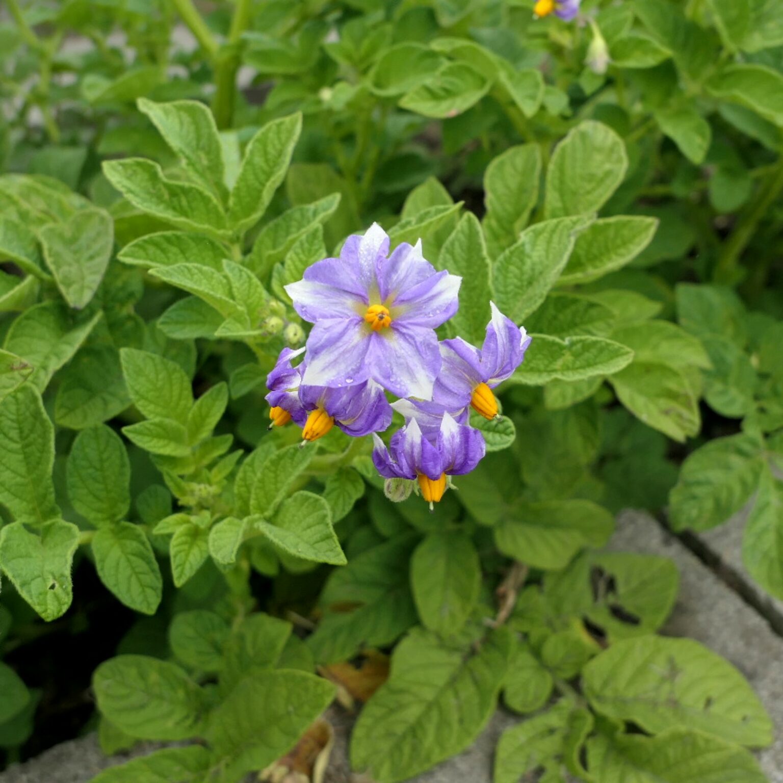 Potato Flowers 2022 (Part 1?) – Cultivariable