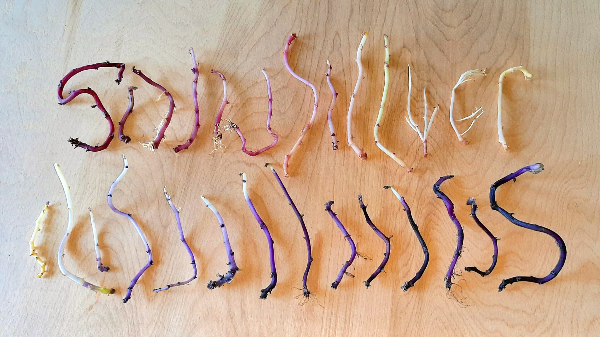 Potato Morphology Part 1: Sprouts – Cultivariable