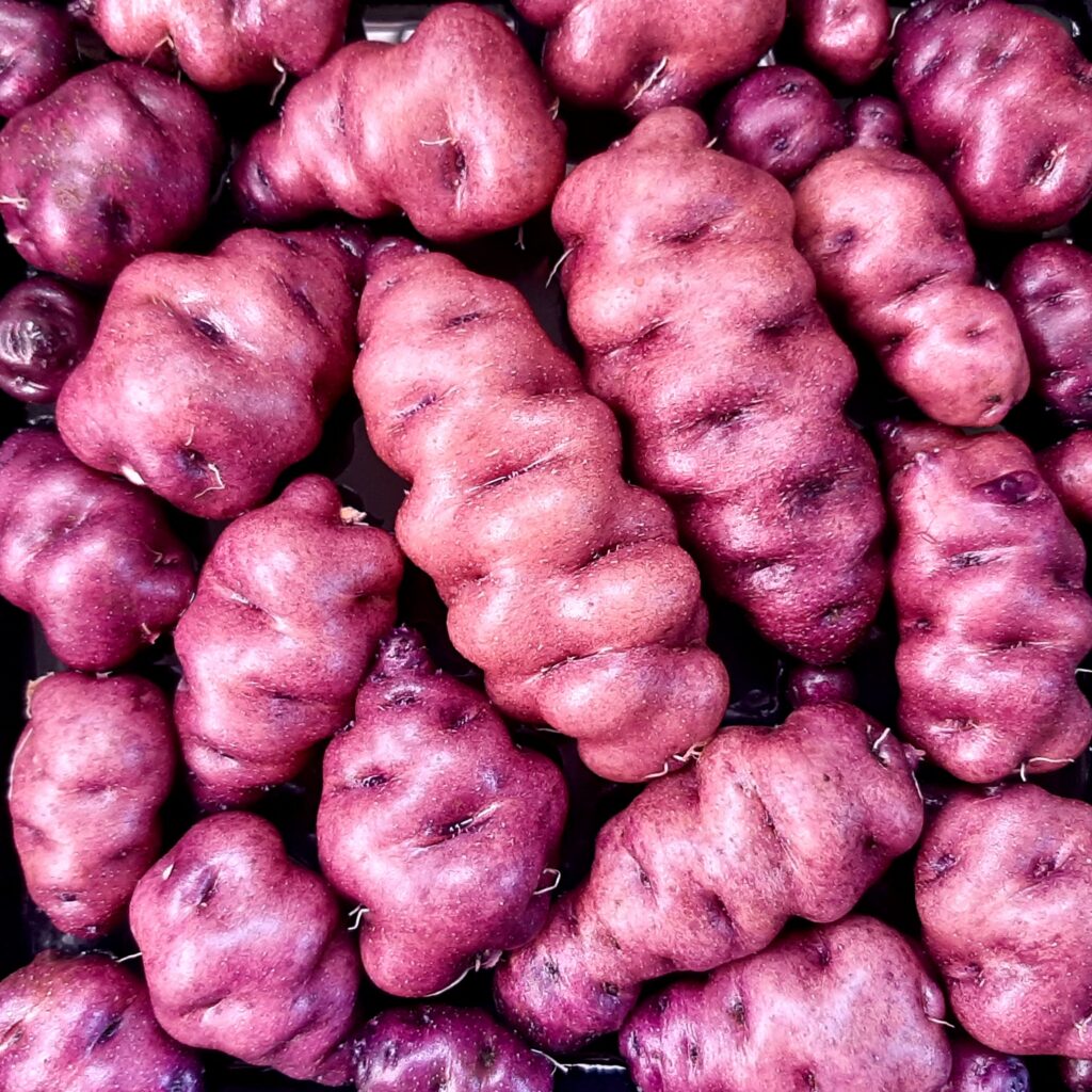 True Potato Seeds (TPS), Papa Cacho, 100 seeds – Cultivariable