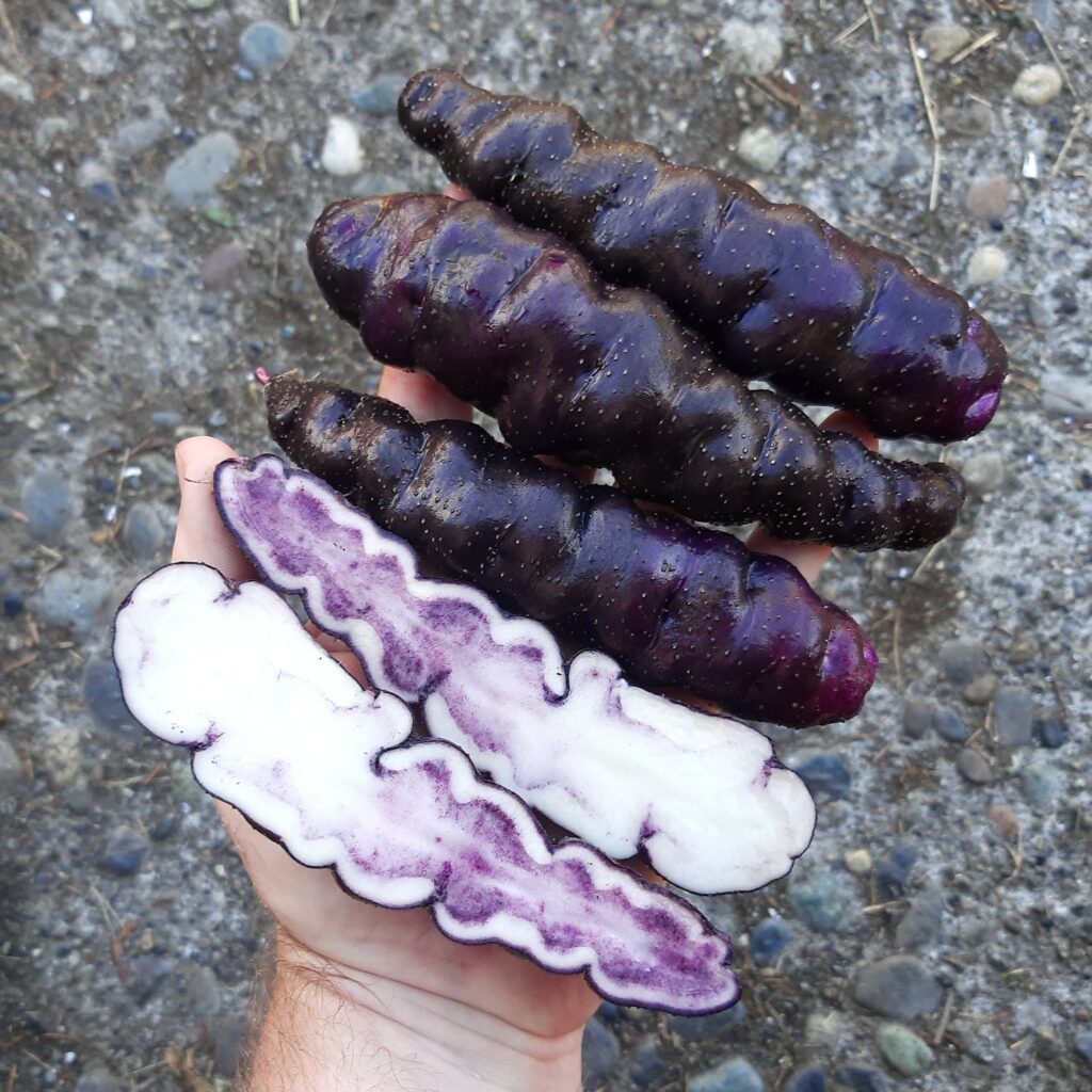 True Potato Seeds (TPS), Deah, 100 seeds – Cultivariable