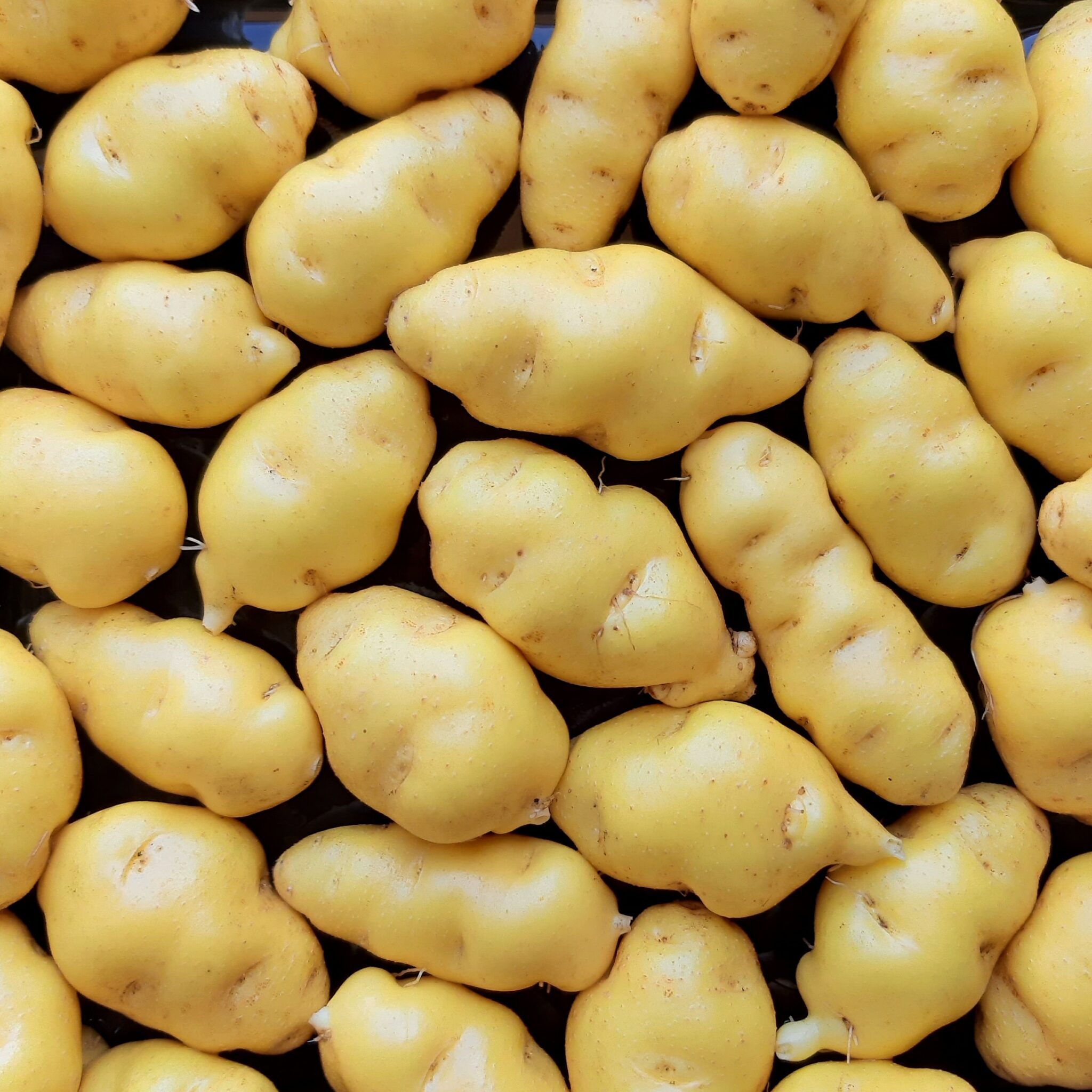 Wild Potato, Solanum jamesii - Cultivariable