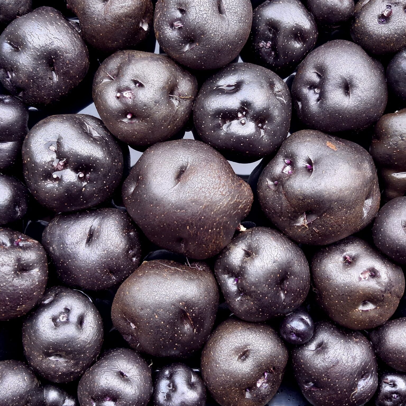 True Potato Seeds (TPS), Quintay, 100 seeds – Cultivariable