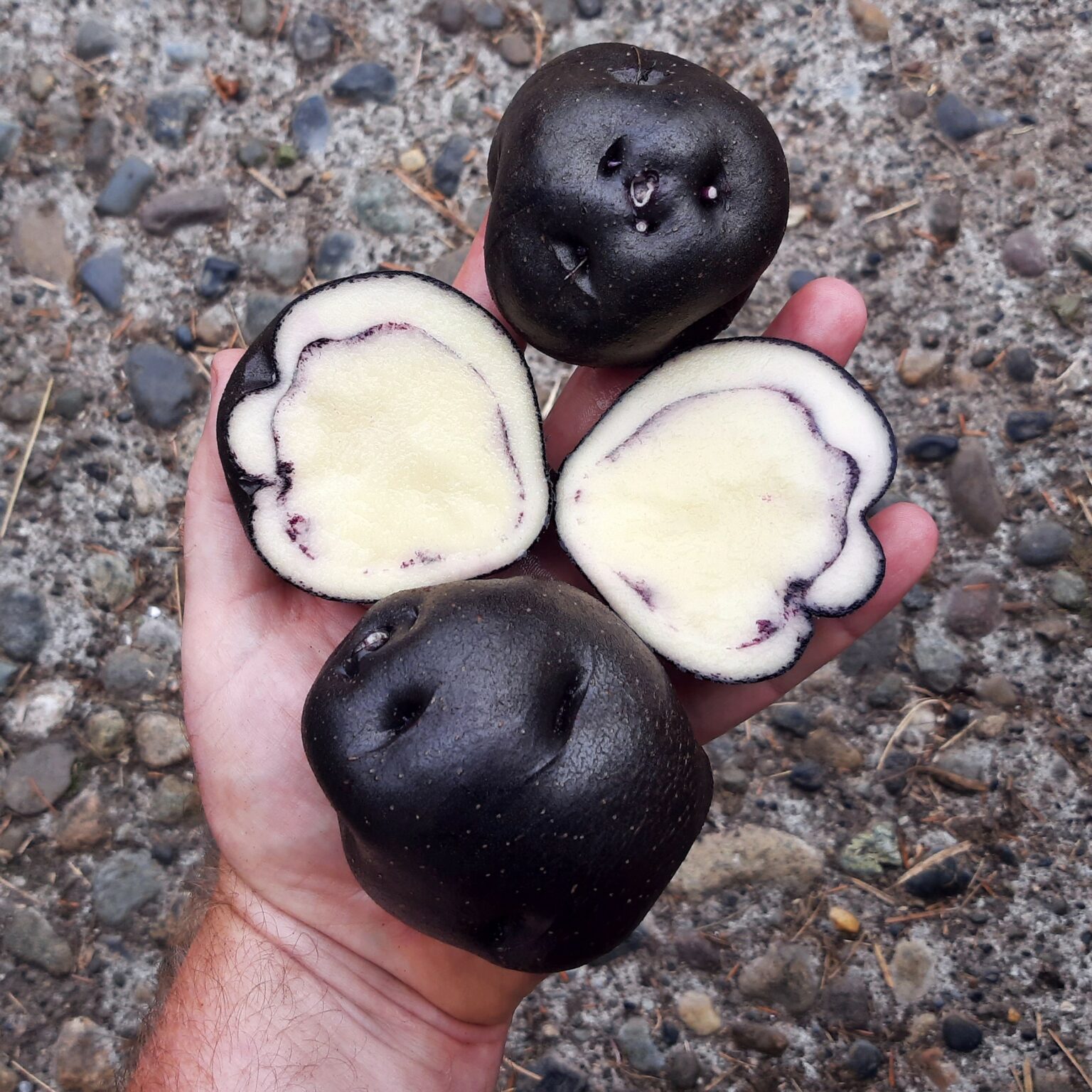 True Potato Seeds (TPS), Quintay, 100 seeds – Cultivariable