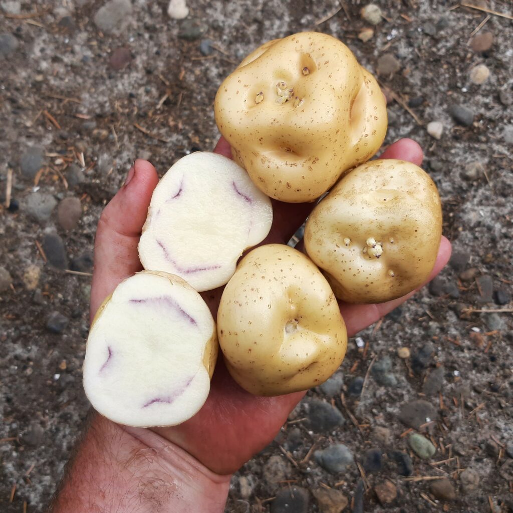 TPS, Inner Secret, 100 true seeds – Cultivariable