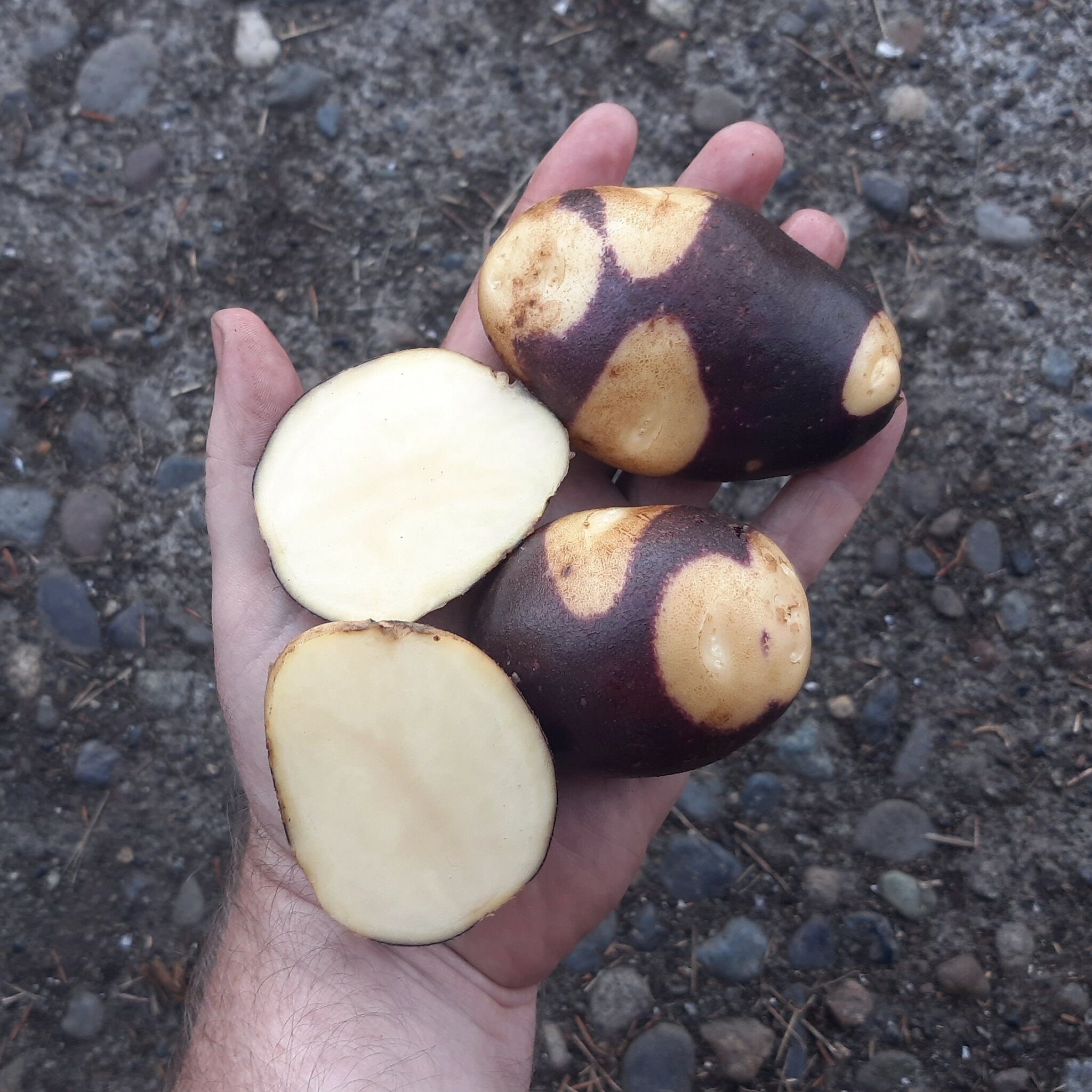 Potato, Muru - Cultivariable