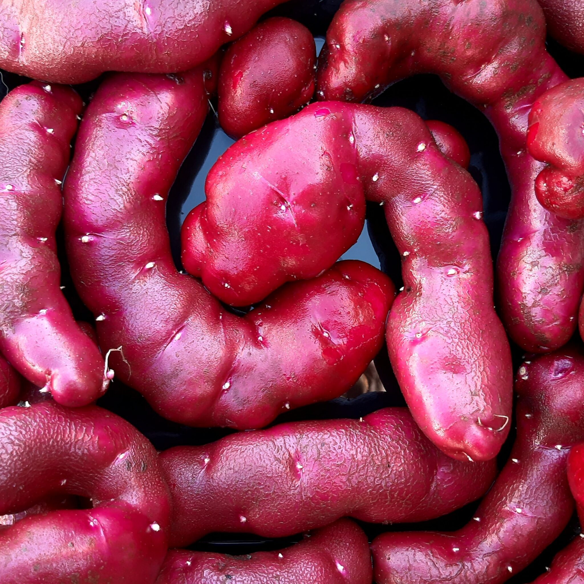 True Potato Seeds (TPS), Portly Fingerling, 100 seeds – Cultivariable