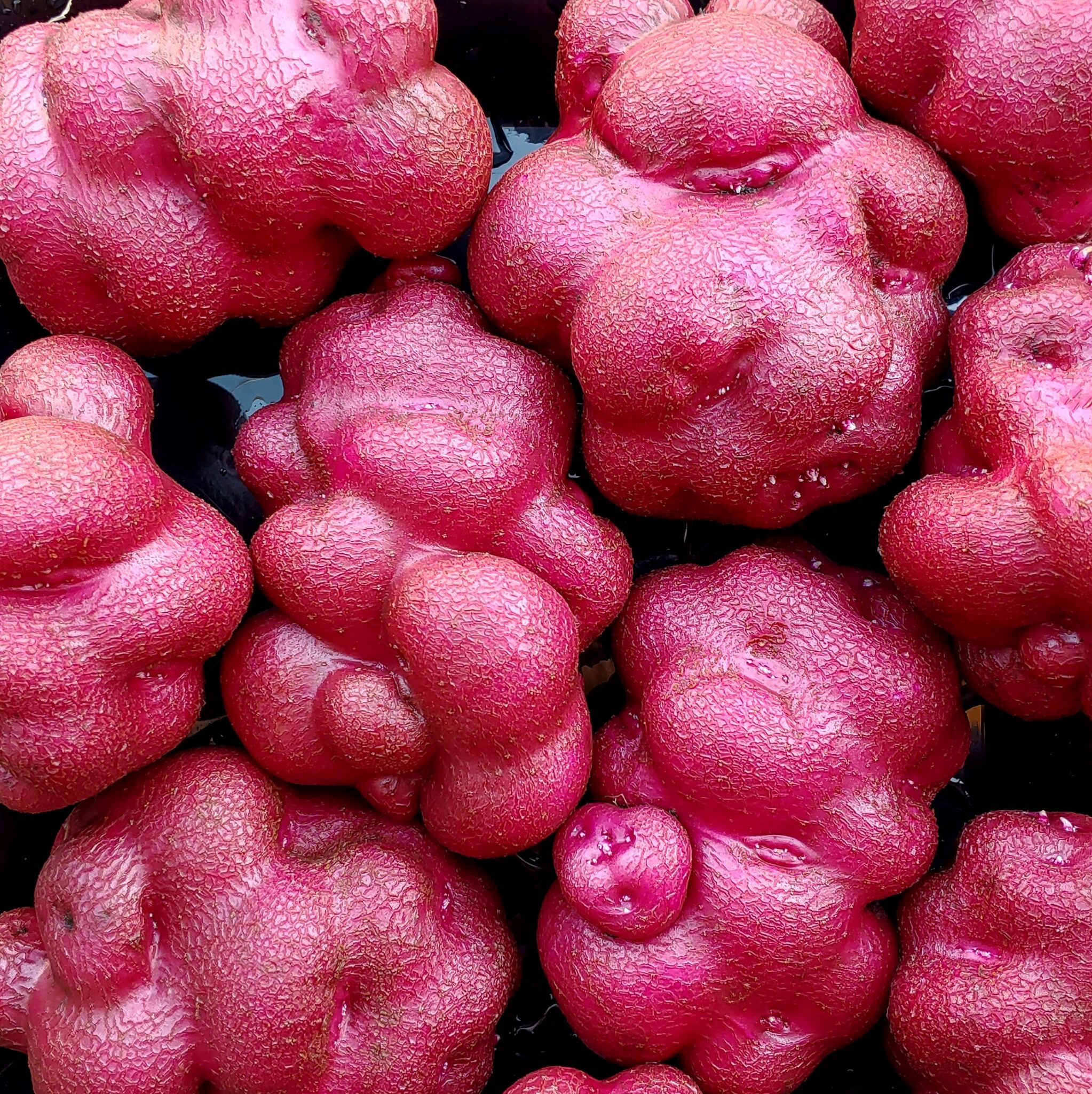 True Potato Seeds (TPS), Lookin’ Llumpy, 100 seeds – Cultivariable