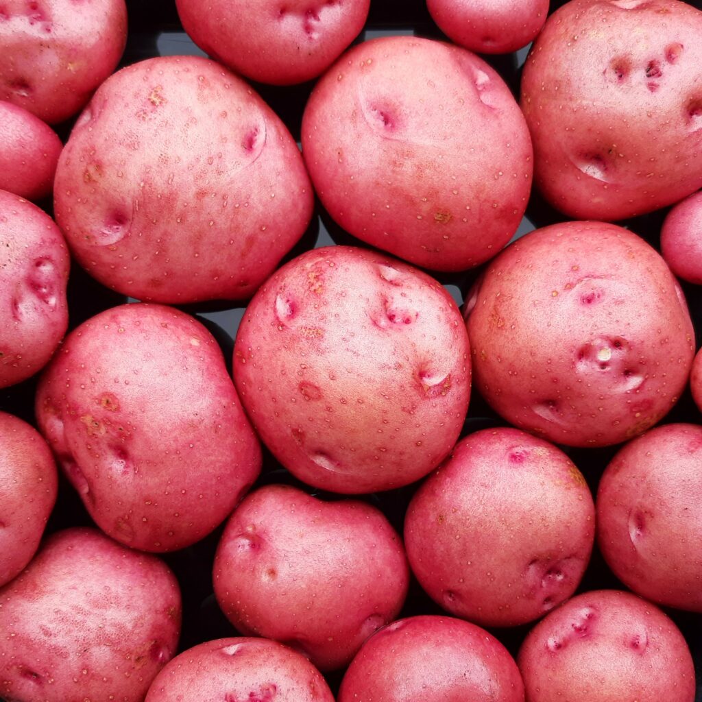True Potato Seeds (TPS), Happy Red, 100 seeds – Cultivariable