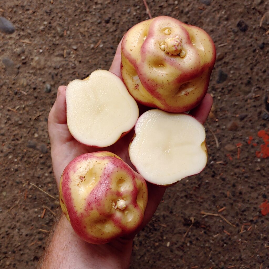 Potato, Maco Reina – Cultivariable