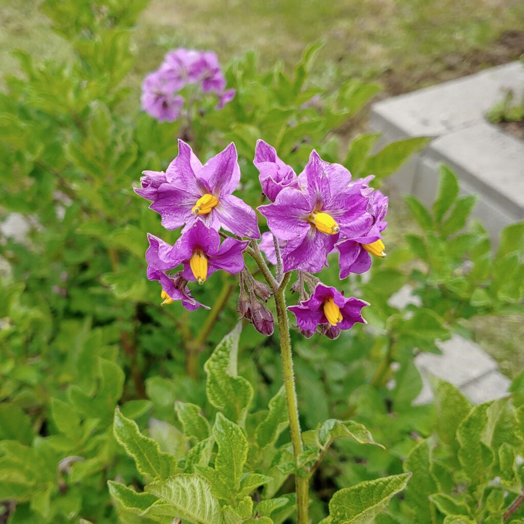 Potato, Maco Reina – Cultivariable