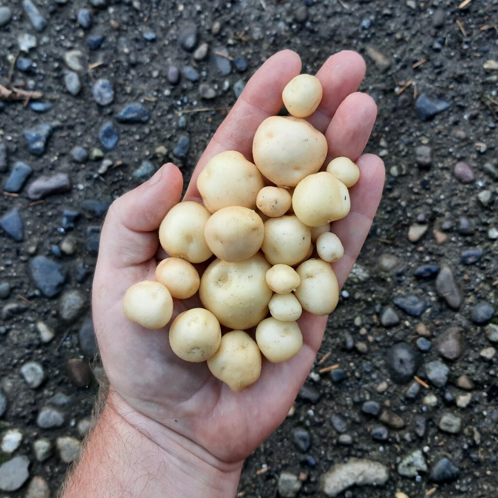 Domesticated Potatoes - Catalog Page - Cultivariable