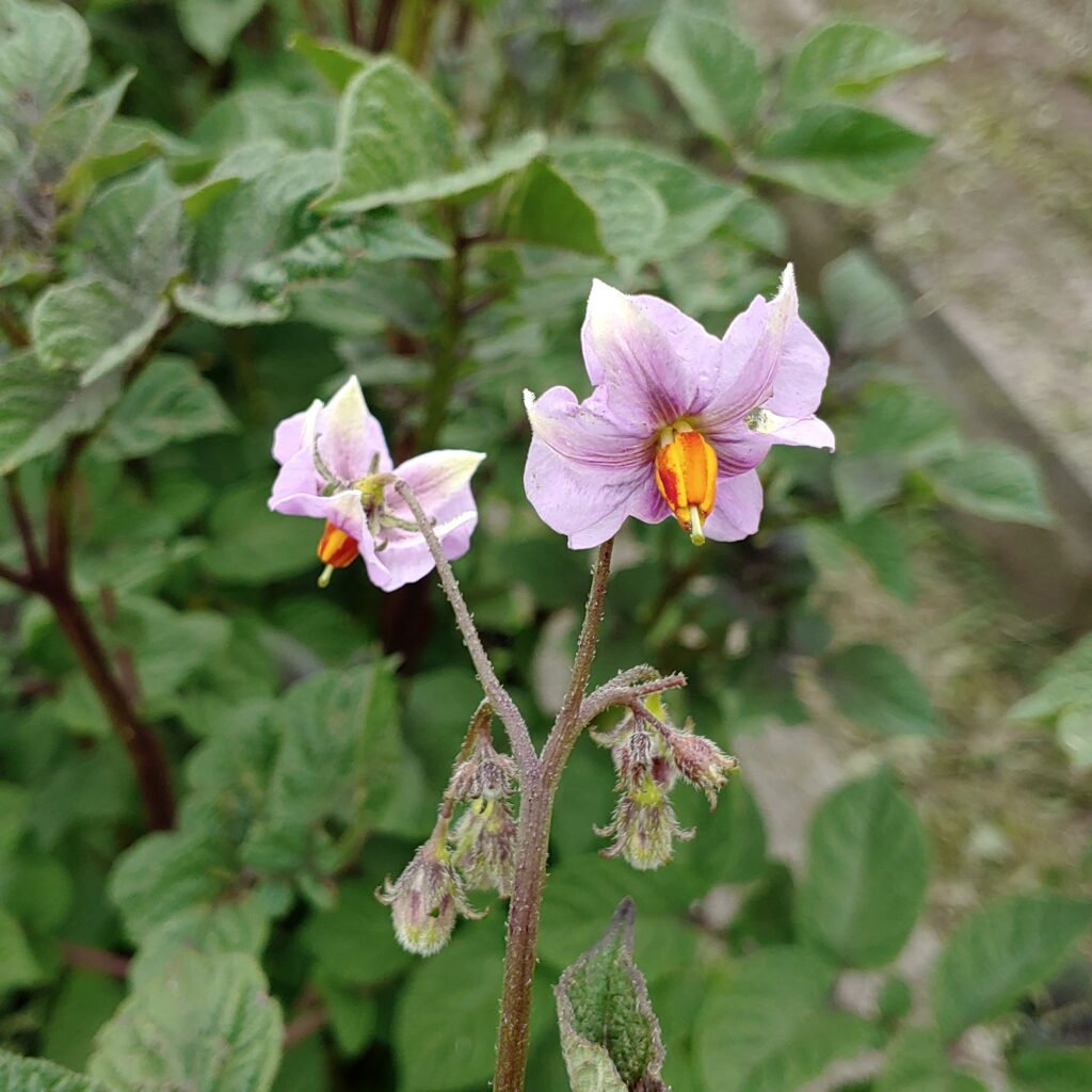 True Potato Seeds (TPS), Lookin' Waqy, 100 seeds - Cultivariable