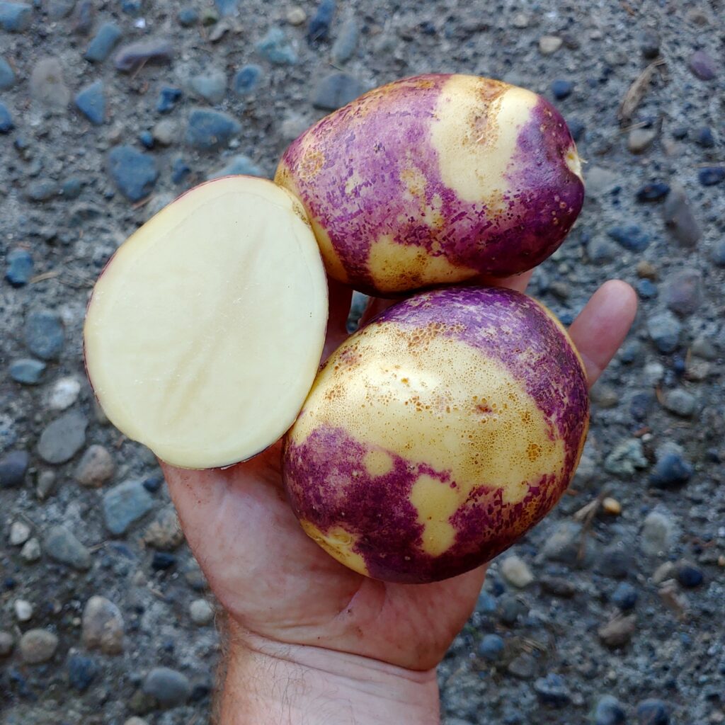 Elegant True Potato Seed Gallery