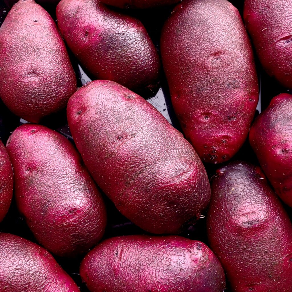 True Potato Seeds (TPS), Red-Eyed Bull, 100 seeds – Cultivariable