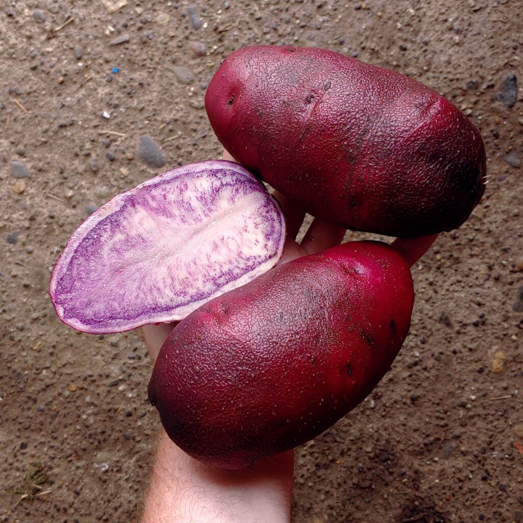 True Potato Seeds (TPS), Red-Eyed Bull, 100 seeds – Cultivariable